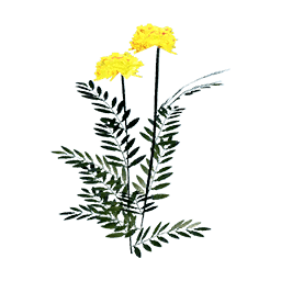Marigold | Crimson Desert Wiki