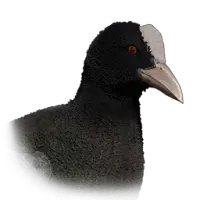 Coot | Crimson Desert Wiki