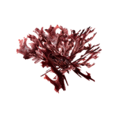 Red Seaweed | Crimson Desert Wiki