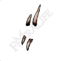 Athos's Scar Alpha | Monster Hunter Wilds Wiki